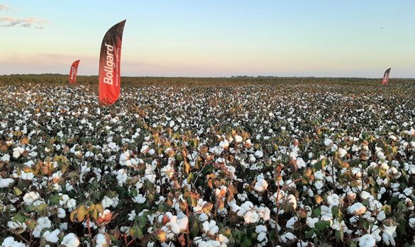 Bayer lança Intacta 2 Xtend®️, nova geração de soja que busca ...