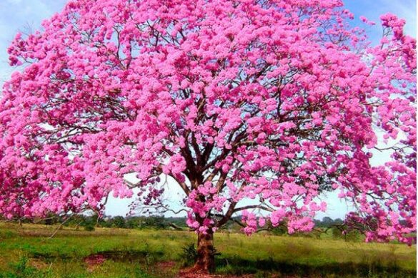 Sistema automatizado de armazenamento e recuperação Infinity® da OPEX ...